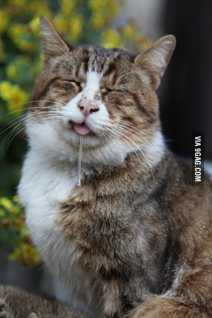 Slow cat is slow - 9GAG