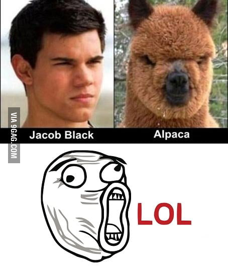 Jacob VS Alpaca - 9GAG