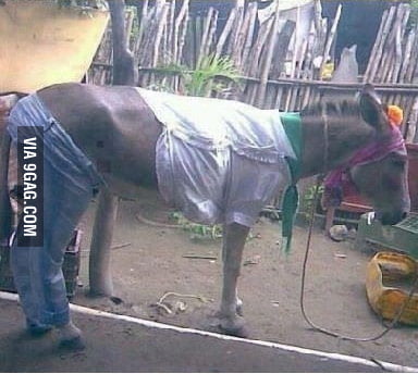 Sexy donkey you never see! - 9GAG