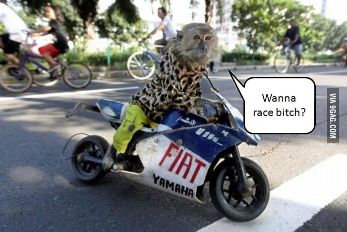 Badass little monkey! - 9GAG