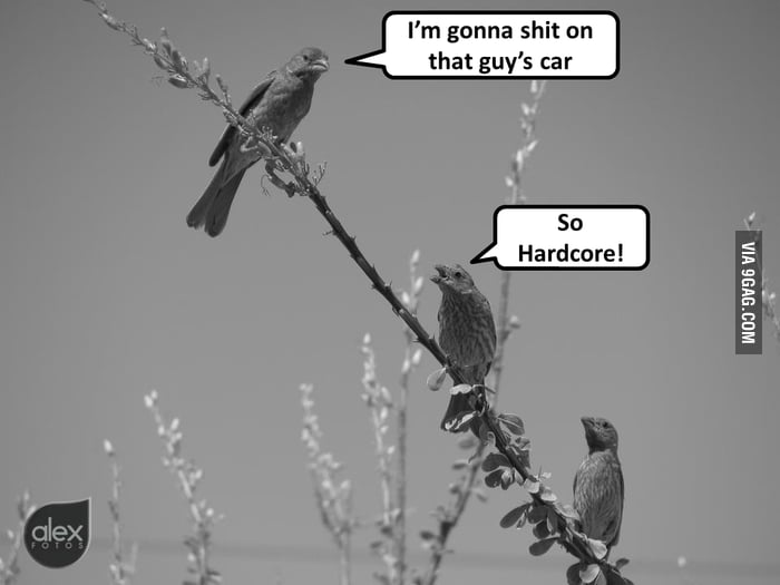 The Mocking Bird - 9GAG