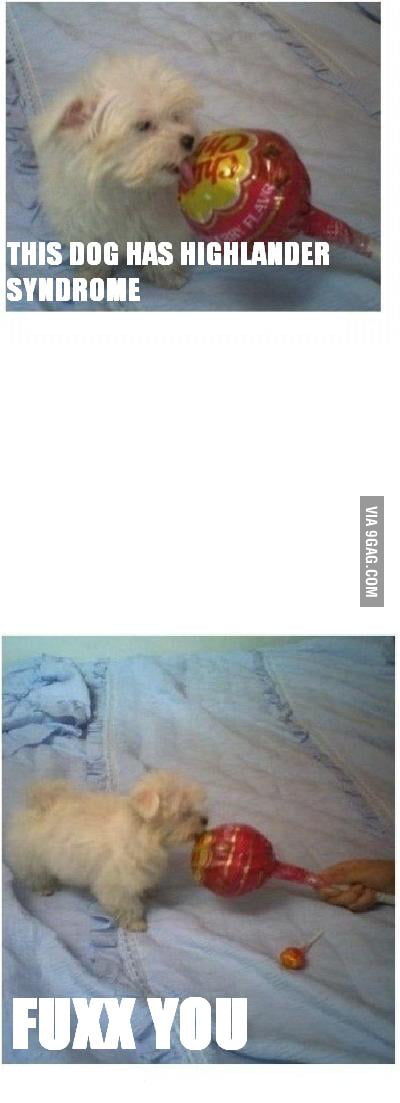 This dog has highlander syndrome - 9GAG