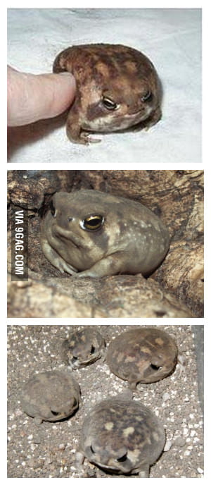 CUTE TOADS - 9GAG