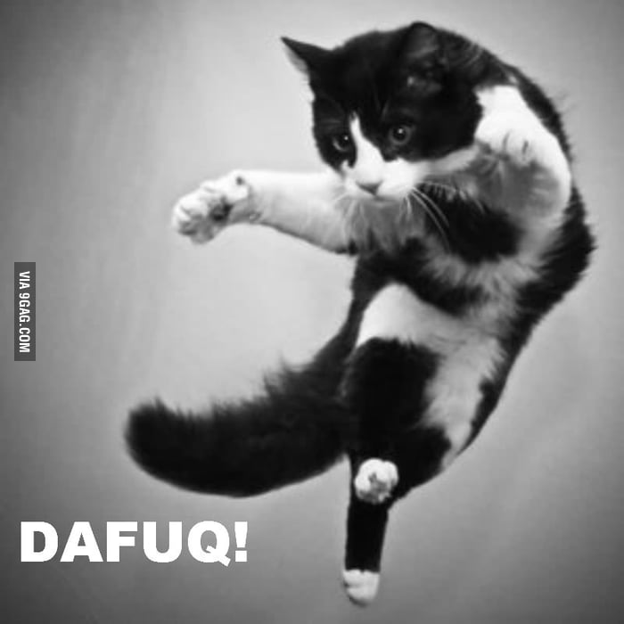 Cat jump.. dafuq - 9GAG