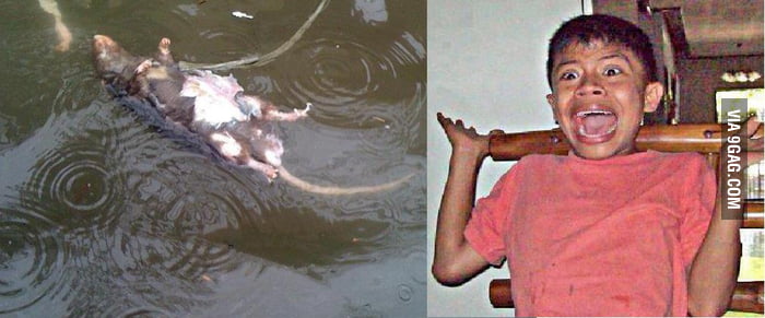 OMG!! RAT! - 9GAG