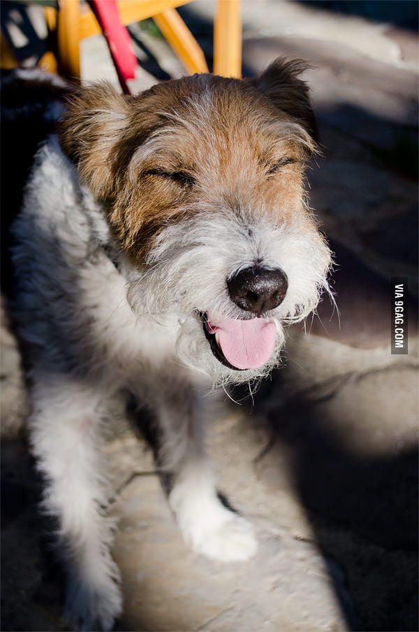 Just an happy sundog - 9GAG