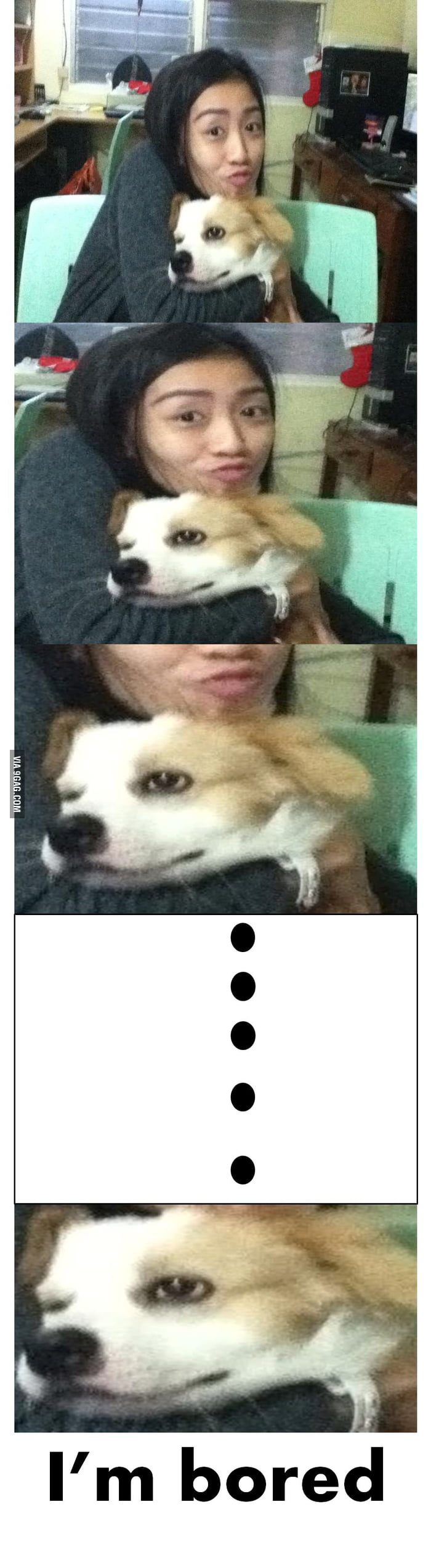 Unimpressed dog - 9GAG