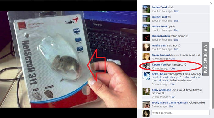 Poor Hamster? - 9GAG