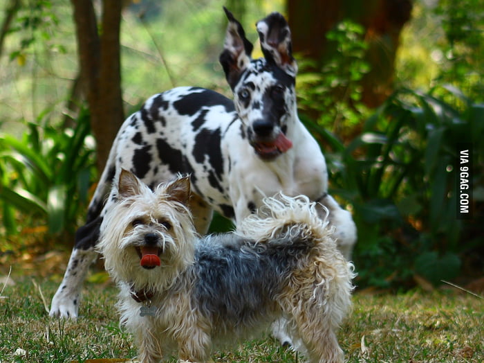 Derp dog, smiling for camera - 9GAG