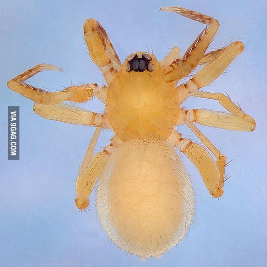 Predatoroonops - Alchetron, The Free Social Encyclopedia