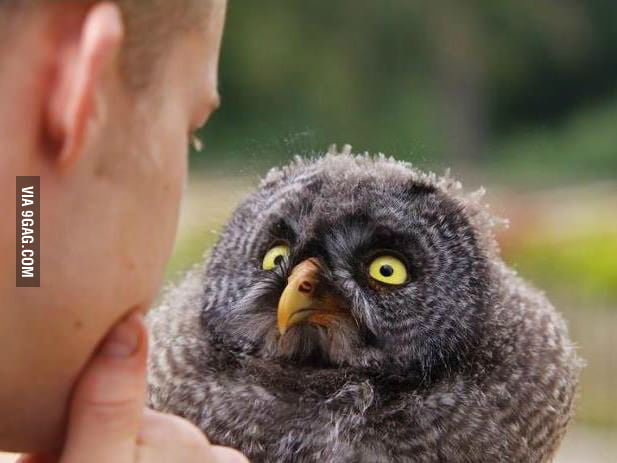 OH RLY ?!? Owl - 9GAG