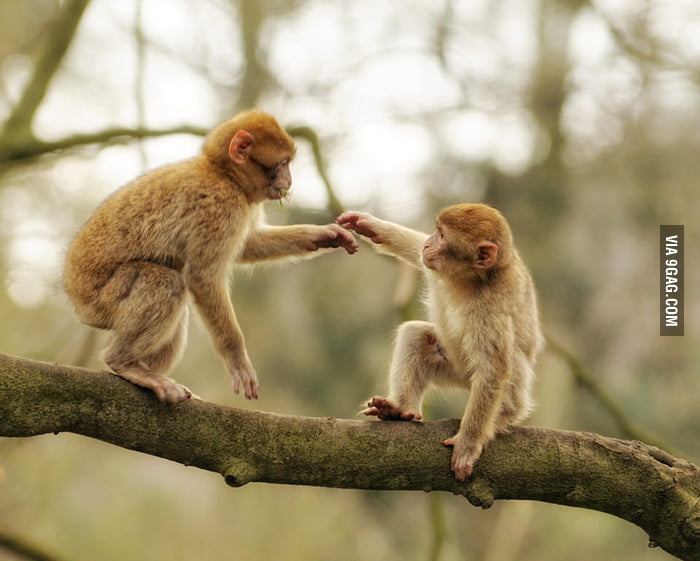 Monkeys' Secret Handshake - 9GAG