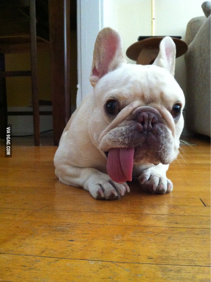 Derp Dog - 9GAG