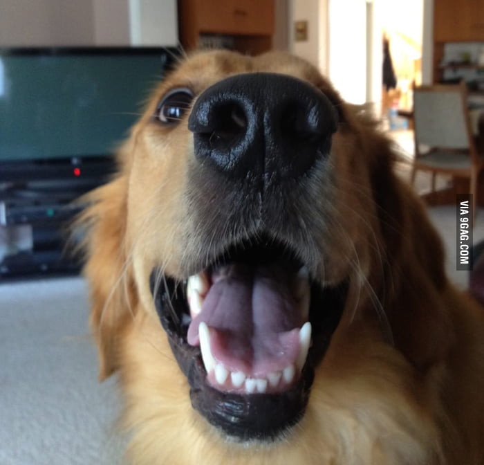 Derp dog aka the happiest dog in the world - 9GAG