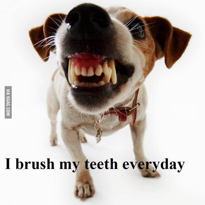 Dog's teeth - 9GAG