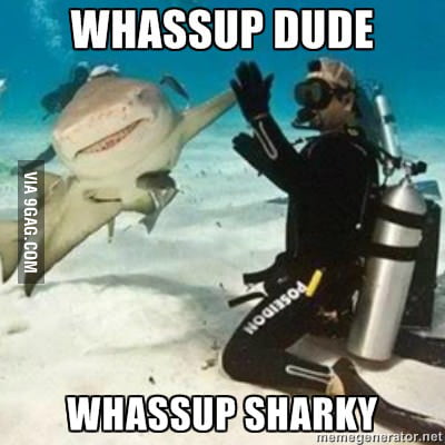 Hey yo Sharky - 9GAG