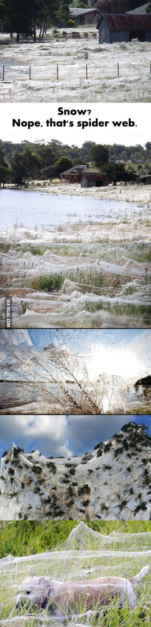 Snow? Nope! - 9GAG