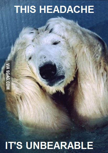 Ohh poor bear... - 9GAG