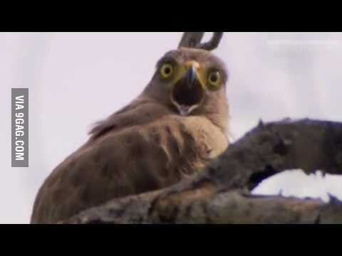 Dramatic Eagle - 9GAG