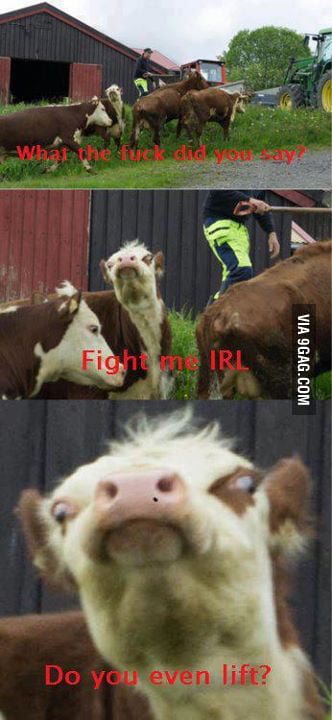 Mad cow is mad - 9GAG