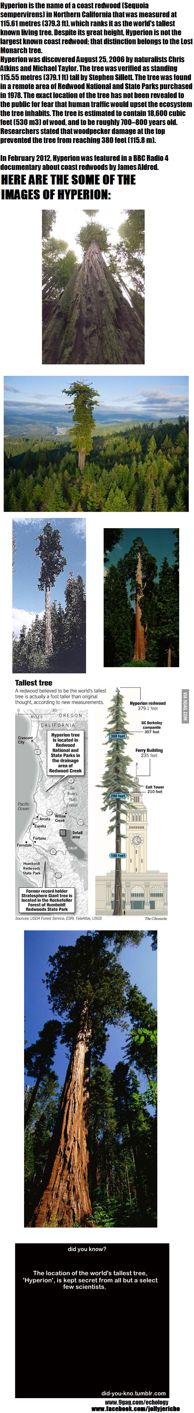 Hyperion tree, world's largest tree. - 9GAG