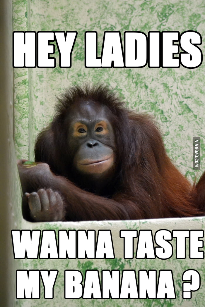 Ridiculously Photogenic Monkey - 9GAG