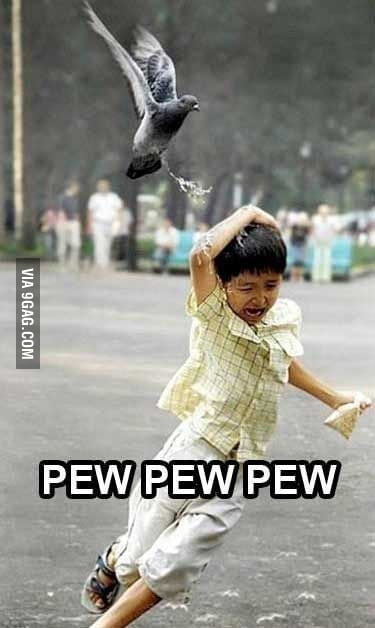 Pigeon Attack - 9GAG