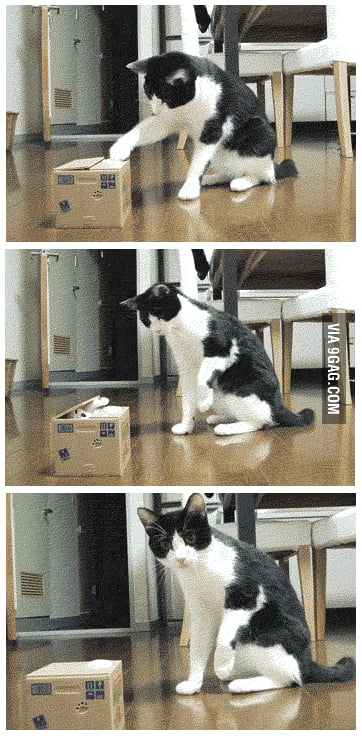 How to amaze cat. - 9GAG