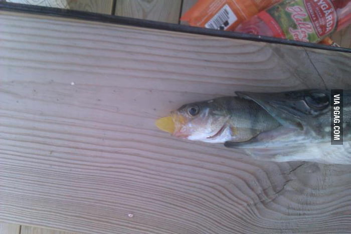 Fishception in Sweden - 9GAG