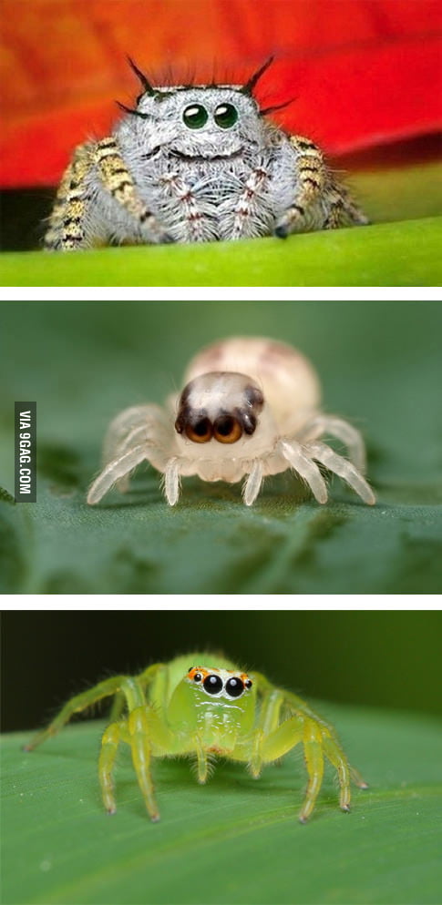 Spiders are cute! - 9GAG