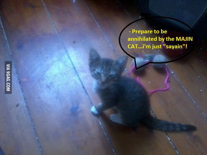 Just... Majin Cat - 9GAG