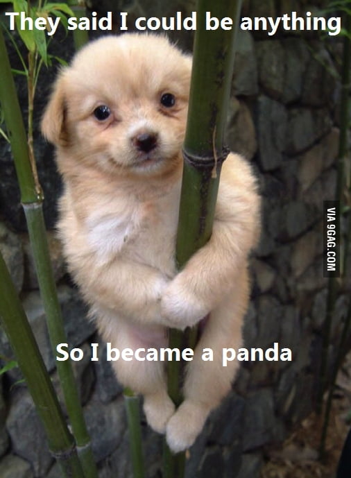 Or Spider Dog? - 9GAG