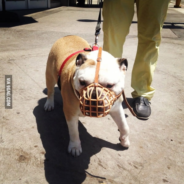 Dog Bane - 9GAG