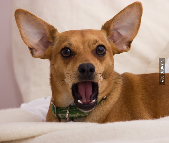 OMG dog says OMG Make This a meme! - 9GAG