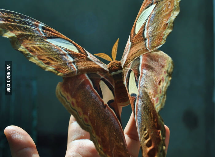 Just a GOLIATH moth in my puny hand.. - 9GAG