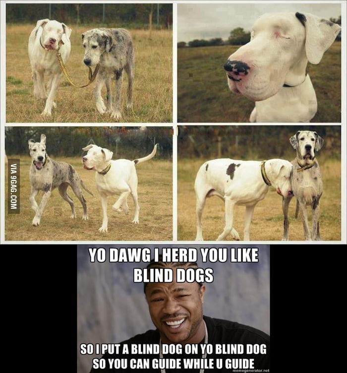 Blind dawg - 9GAG