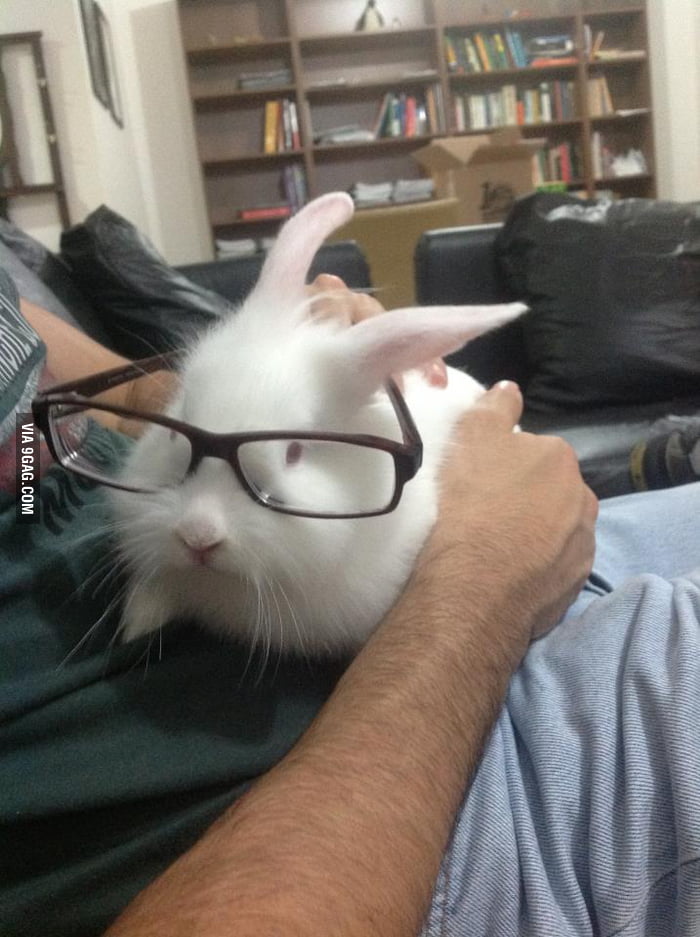 The wise bunny is judging you - 9GAG