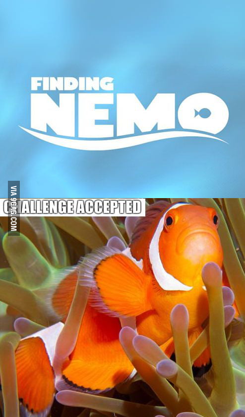 Finding Nemo? Challenge accepted! - 9GAG