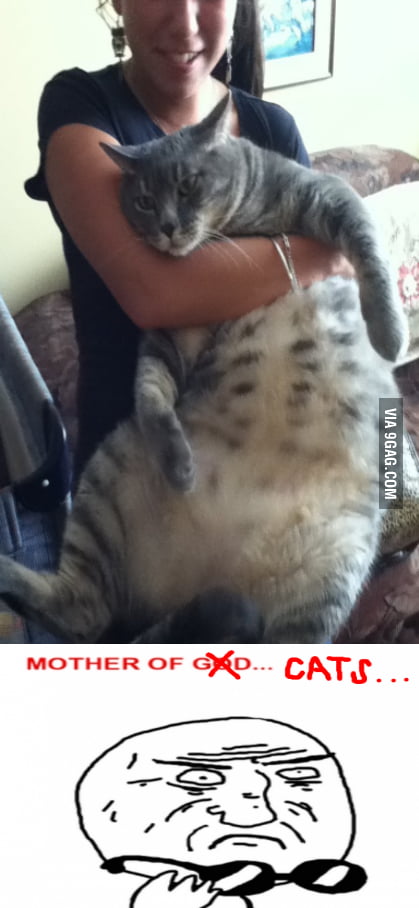 Soft Kitty, warm Kitty... WTF! - 9GAG