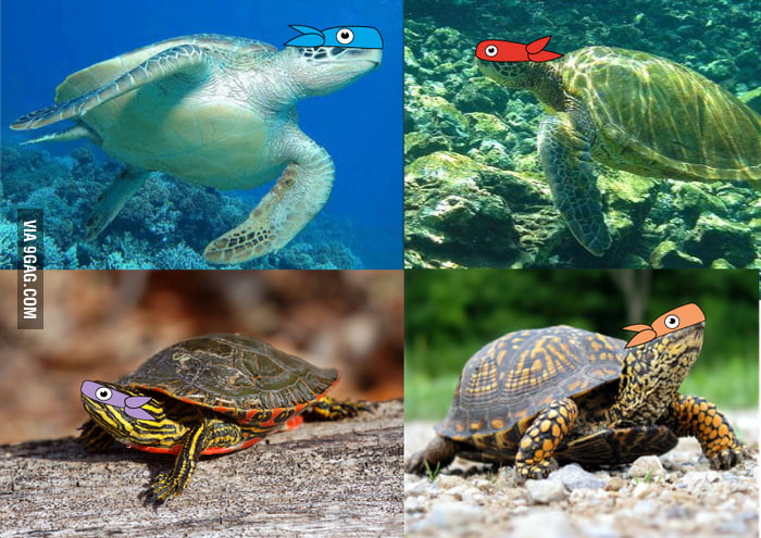 Teenage Mutant Ninja Turtles - 9GAG