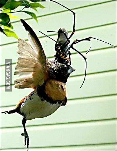 And this is why im F#$%@* SCARED OF SPIDERS!!!! - 9GAG