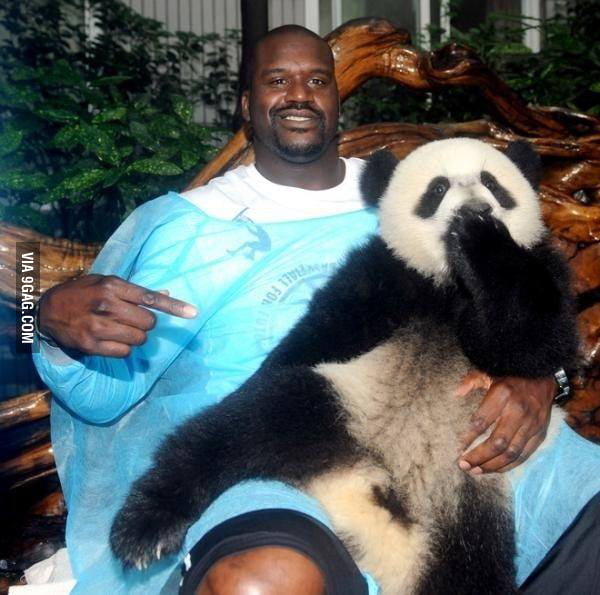 Just Shaq holding a baby panda... - 9GAG