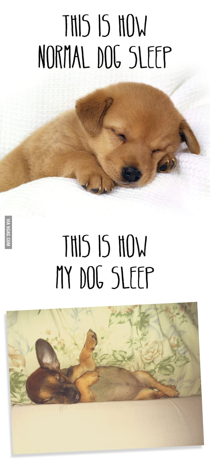 My dog is not normal - 9GAG