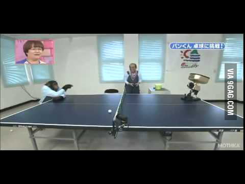 Just Monkey Playing Ping Pong !!! - 9GAG