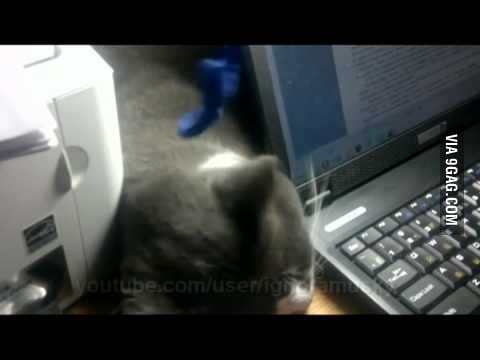 Perpetuum Mobile Cat - 9GAG