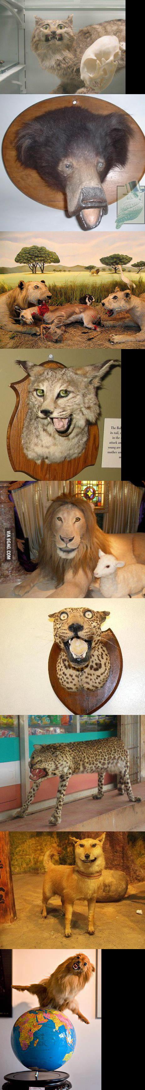 Some Badly Stuffed Animals Pt.1 - 9GAG
