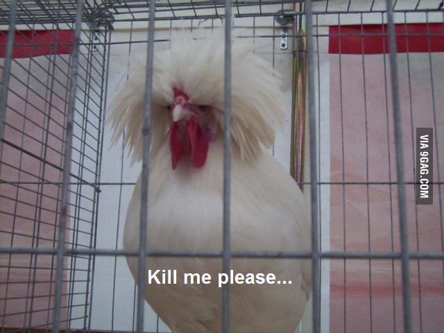 Chicken is NOT amused - 9GAG