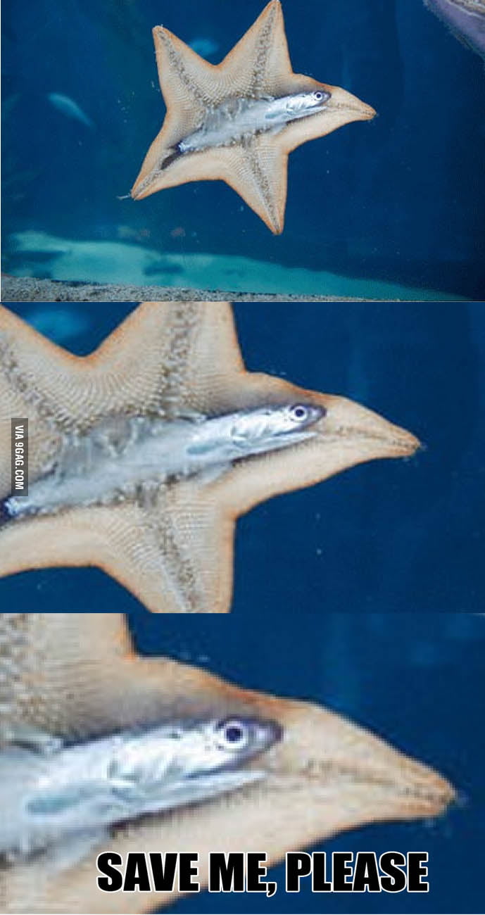 Please save me - 9GAG