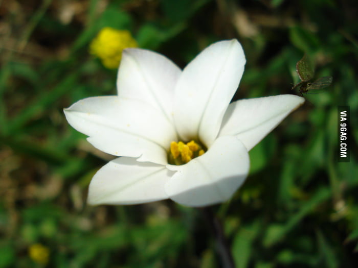 Photogenic bug - 9GAG