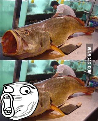 LOL fish - 9GAG